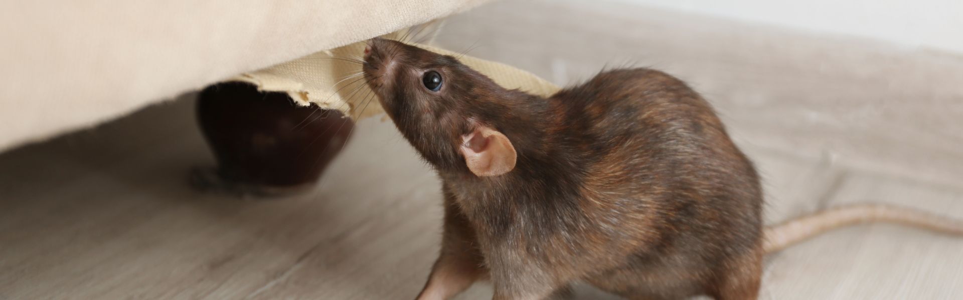 Pest Control Shafter CA | Killian Pest Control