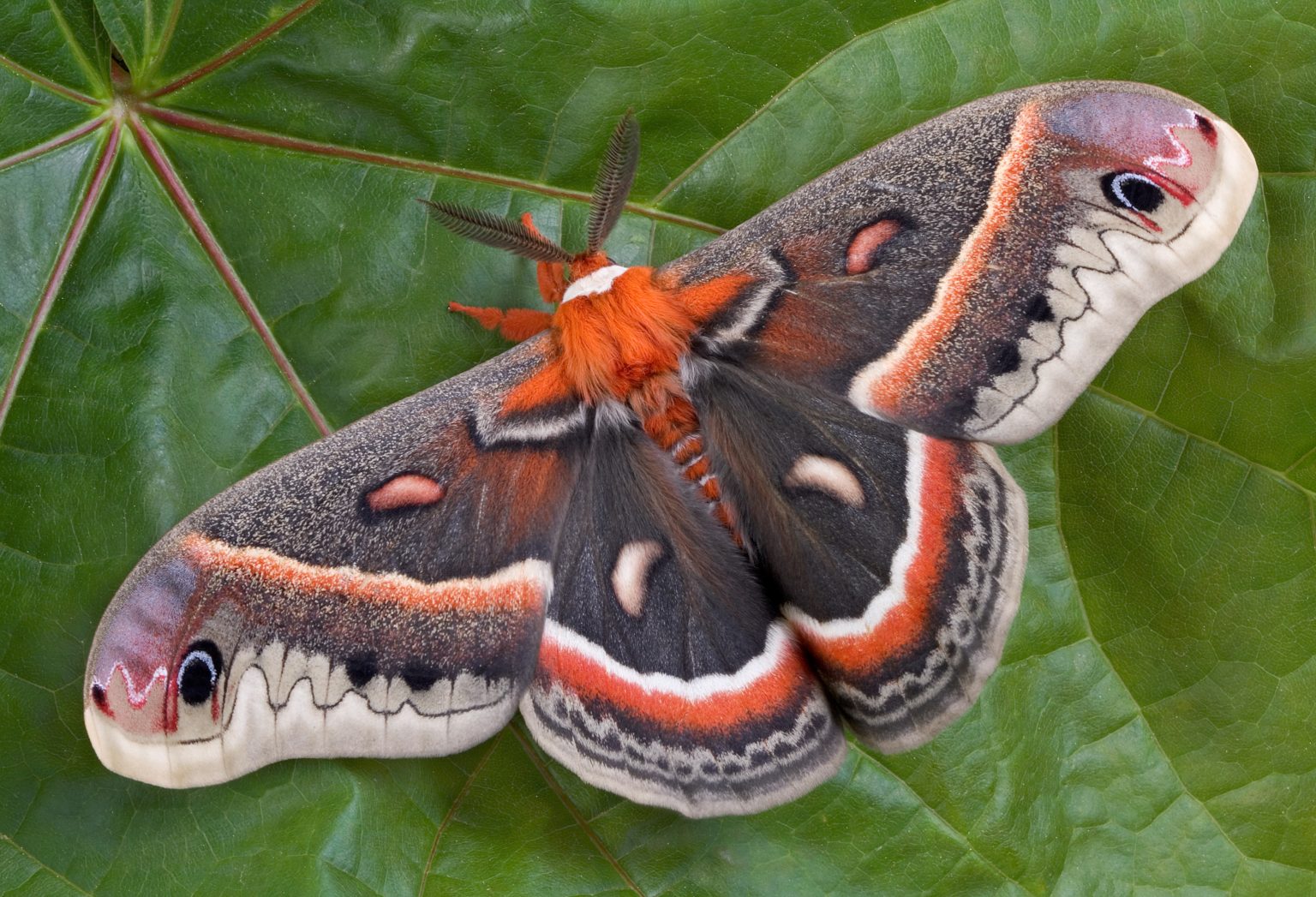 Moth Madness? Contact Your Professional Pest Control