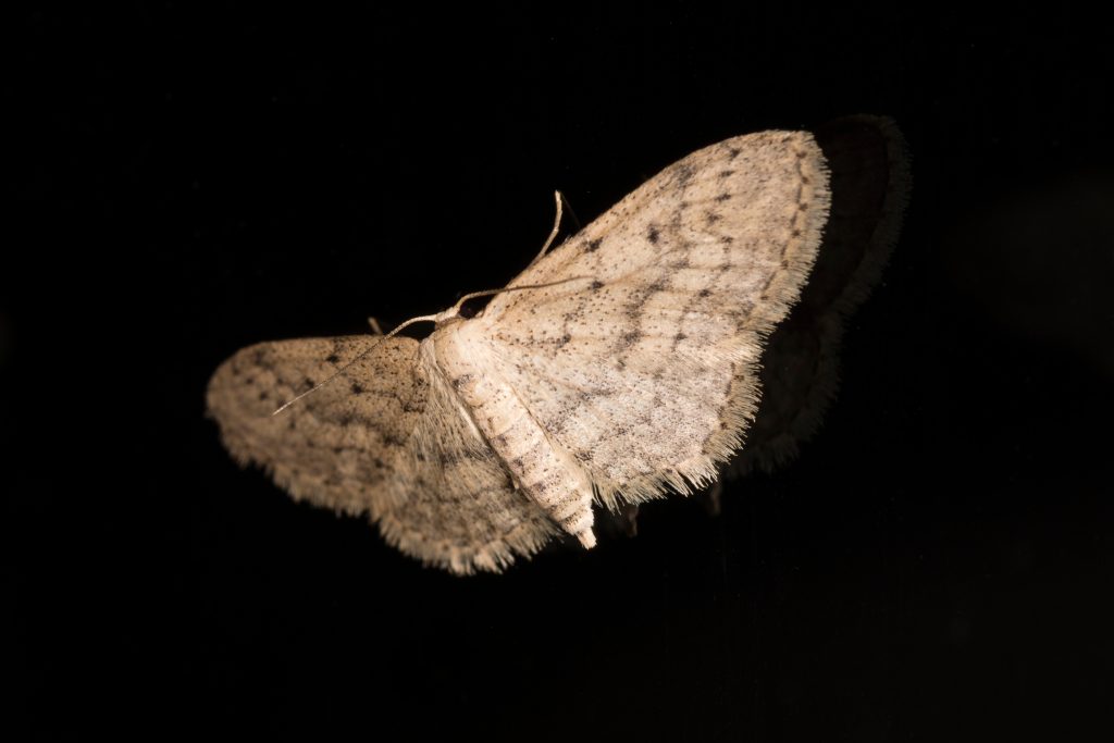 Expert Moth Infestation Solutions | Killian Pest Control