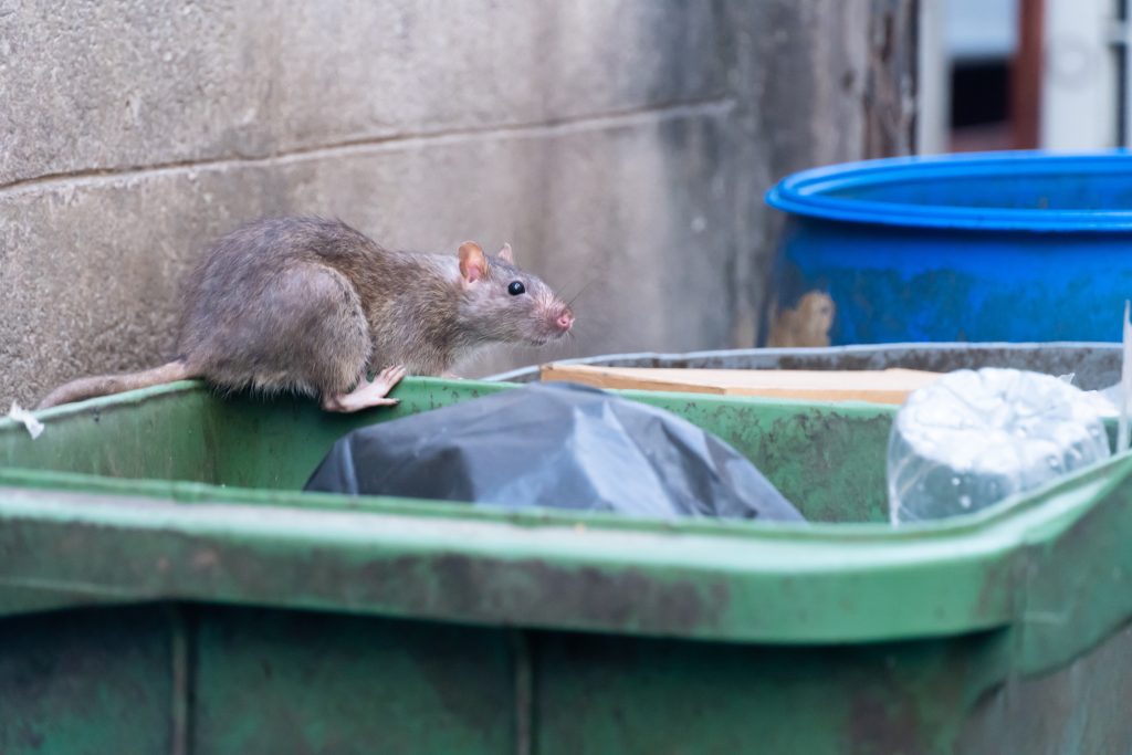 Best Rat Repellents Solution for Effective Rodent Control