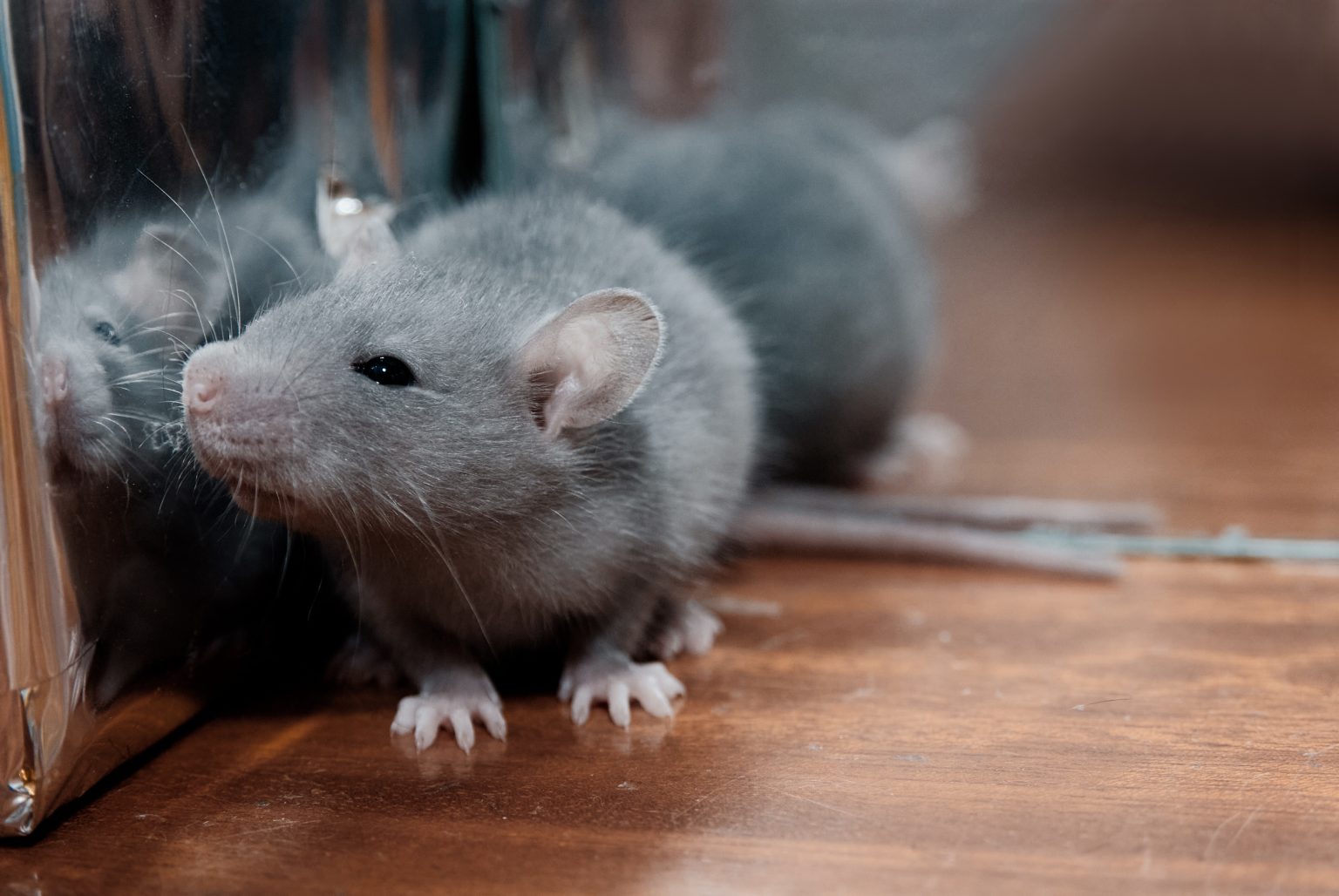What to Do If You Find a Baby Rat | Tips and Solutions