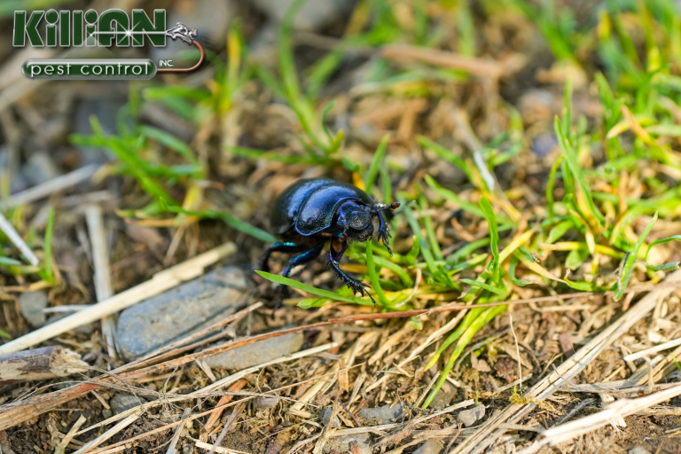 Can Beetles Bite? What You Need to Know About Species