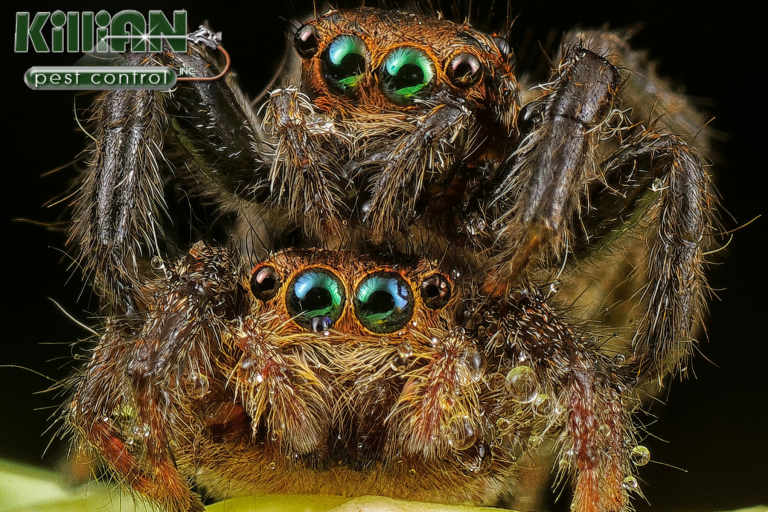 Web of Appetite: How Spiders Hunt and What They Eat